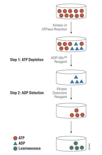 Kinase Activity Assays - 勁因
