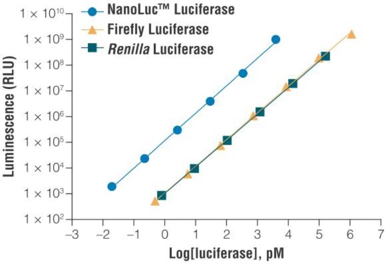 NanoLuc reporter System - 勁因