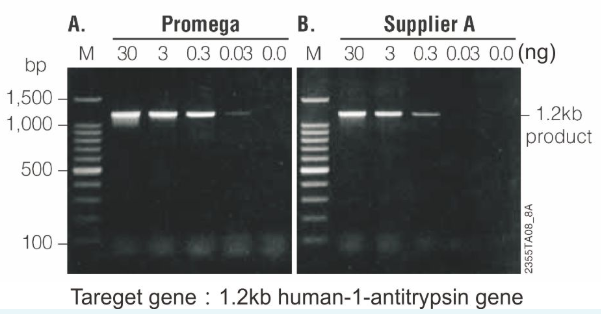 Taq Polymerase and Endpoint PCR - 勁因